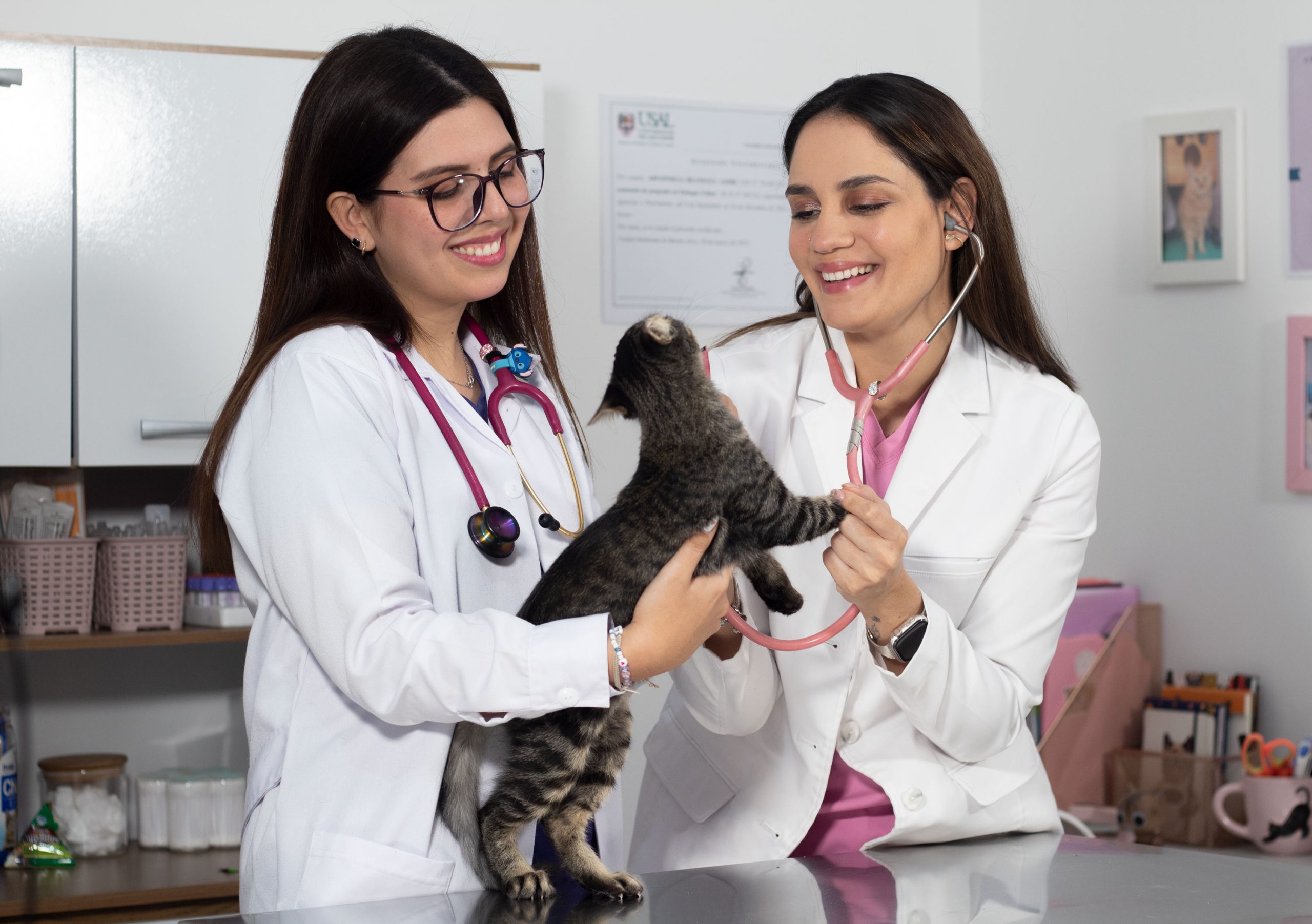 Servicios – Catvet